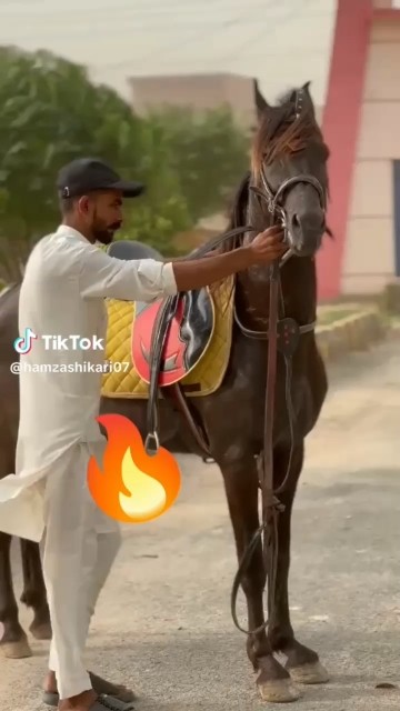 hammad pat house 🏠 hamzashekri - YouTube