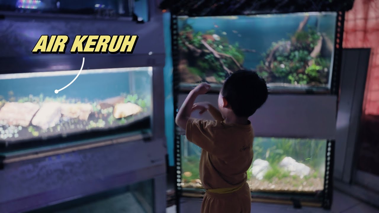 Air Jelek Tapi Masih Bisa Aquascape? Coba Trik Ini! - YouTube