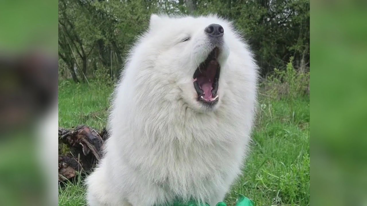 Dog Snorting Sound - YouTube