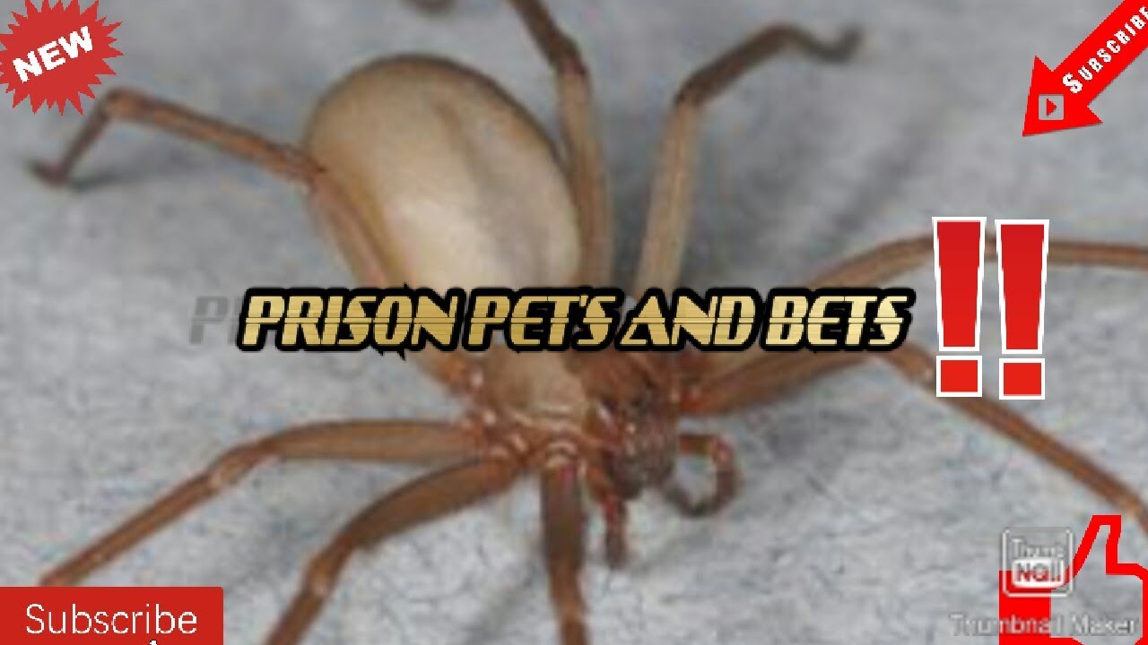 PRISON SPIDERS AND SUPERSTITION'S(Watch to the end and comment) - YouTube