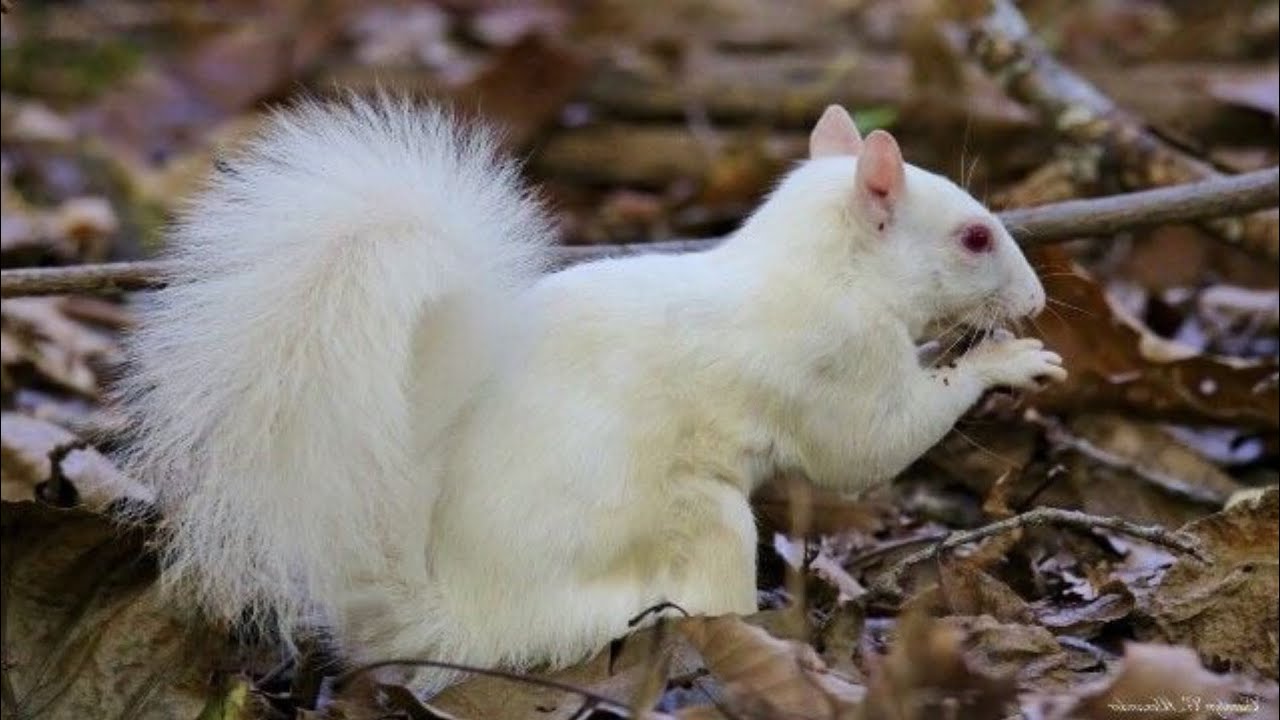 squirrel sounds - YouTube