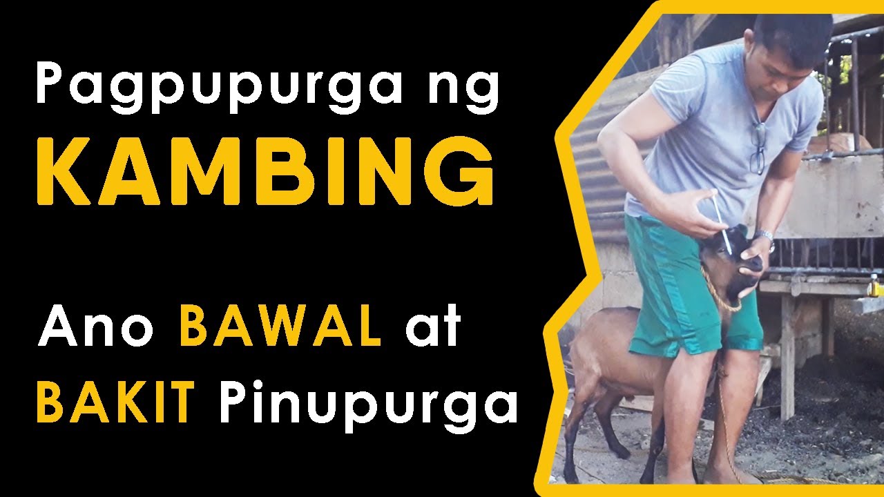 Pagpupurga ng Kambing (Anong bawal at bakit pinupurga) | KuyaKilat TV ...