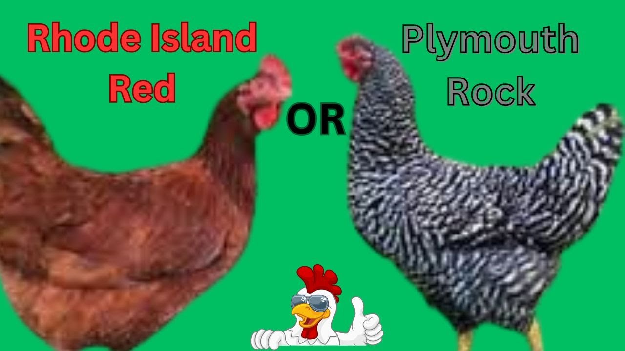 Plymouth Rock Or Rhode Island Red For Your Flock? - YouTube
