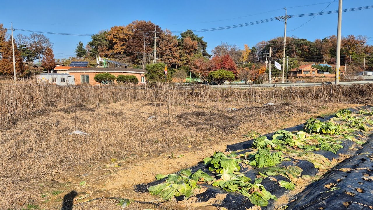 미코짱TV 라이브 241124 따스한날 가시리밭에 남편 친구분이 오셨네요 - YouTube