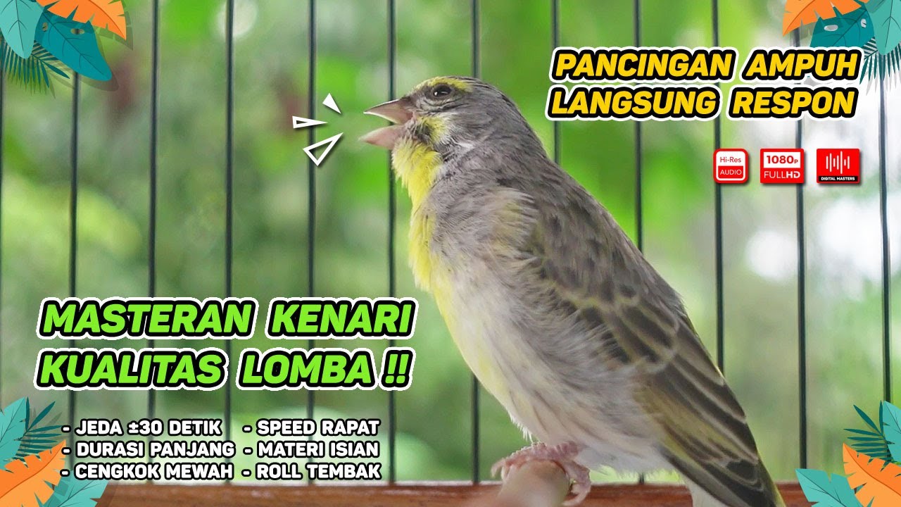Lemon Finch Gacor ‼ Cocok untuk Masteran Kenari Gacor, Kenari Paud dan ...