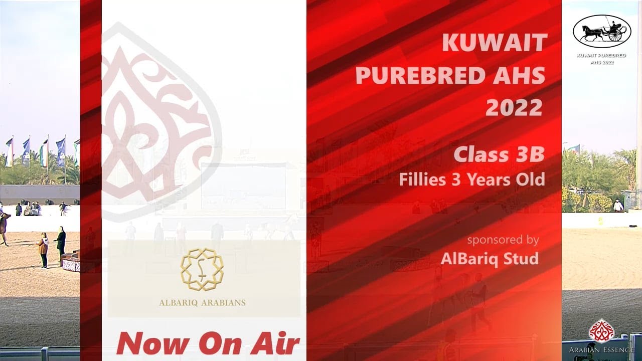 Kuwait Purebred AH Show 2022 - Fillies 3 Years Old (Class 3B) - YouTube