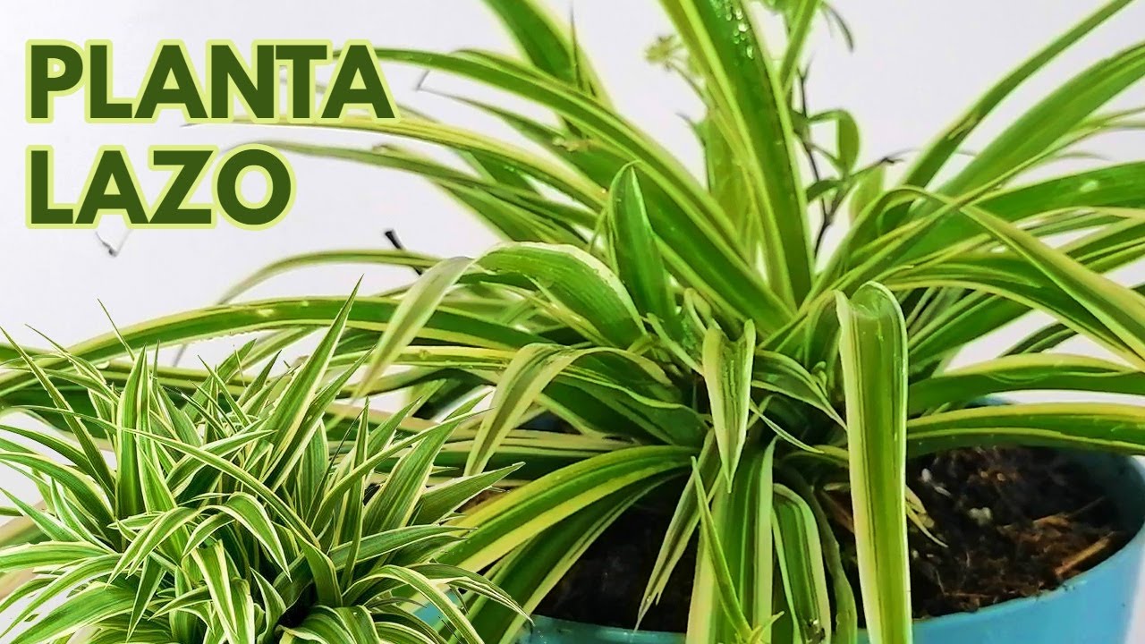 planta lazo cuidados CHUYITO JARDINERO - YouTube