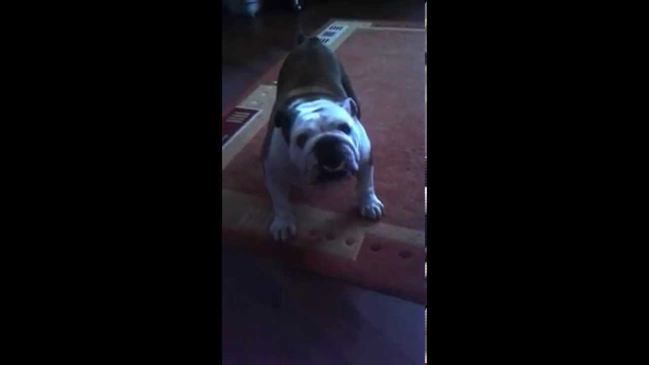 English bulldog barking-anglický buldog - YouTube