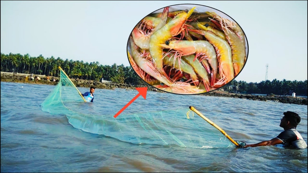 CATCHING PRAWNS - TRADITIONAL METHOD. MUMBAI FISHING."एरकण" पारंपारिक ...