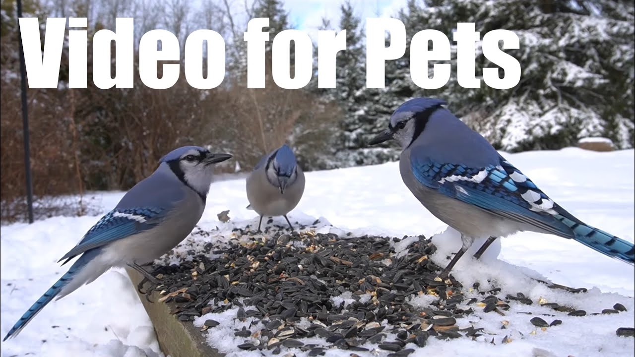 Blue Jays, Rabbits, Finches and Animals in Nature - 10 Hour Cat TV for ...