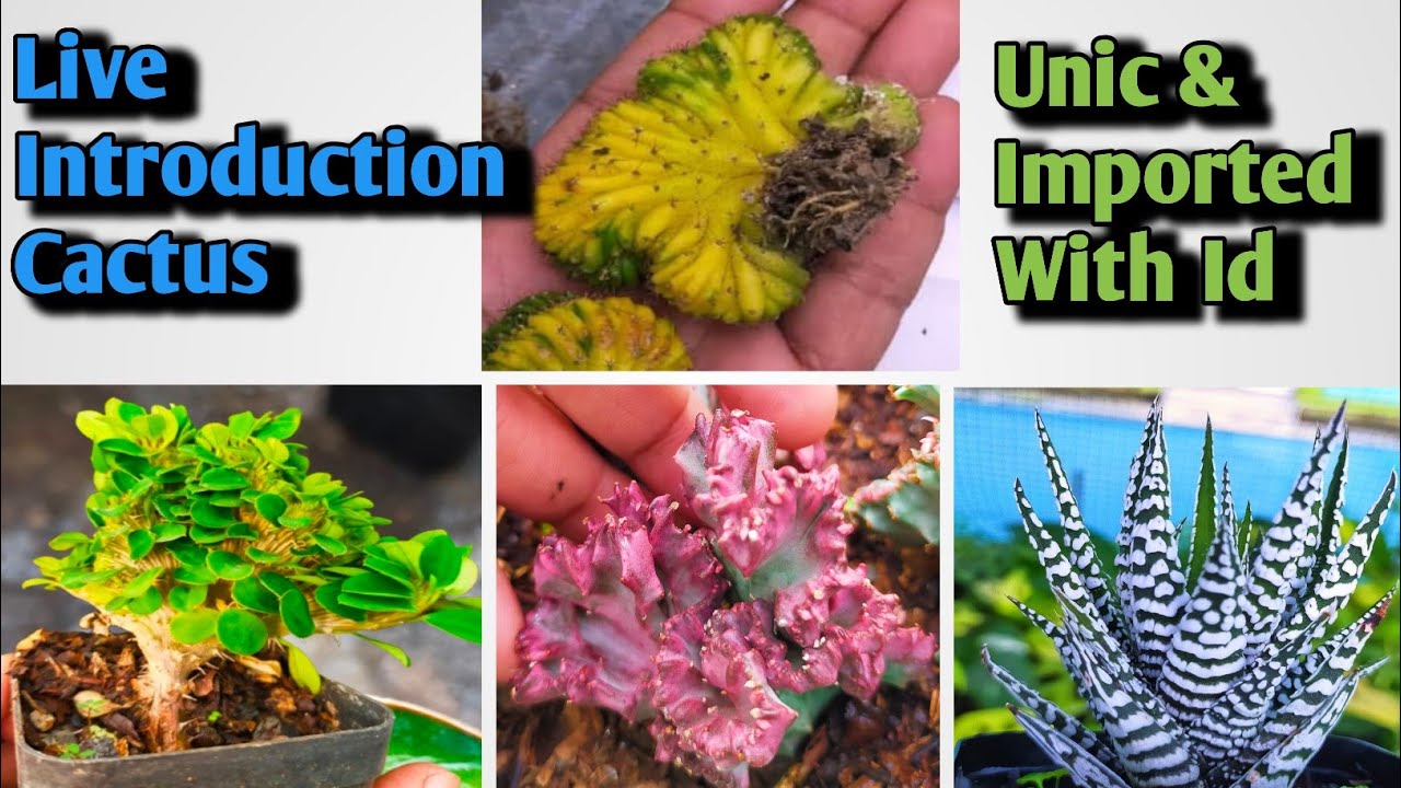 Imported 🌵Cactus Live Introduction With Id || Unic Cactus Nursery In Kolkata || Best Cactus ...