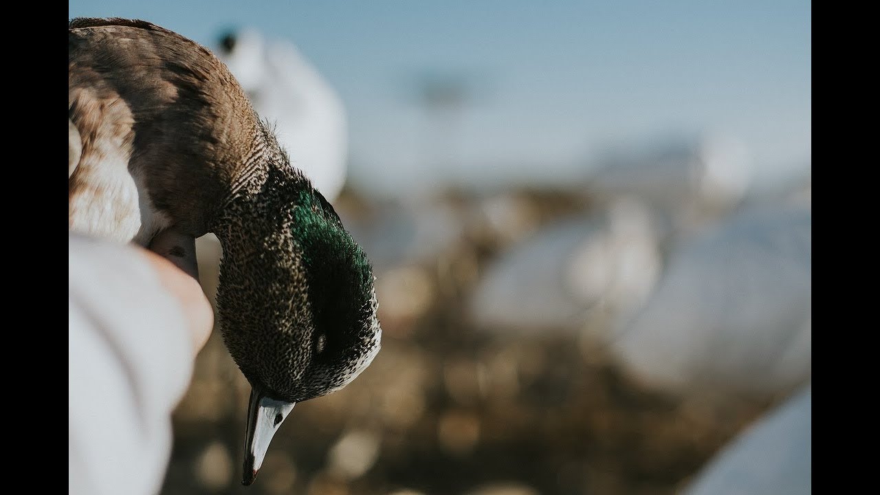 This is NOT Your Normal Duck Hunting Channel - YouTube