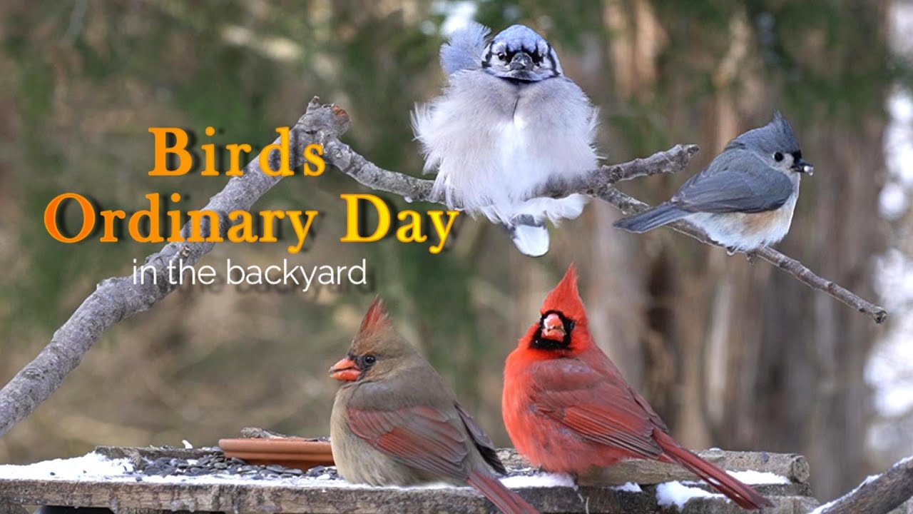 Fluffy and Cute Backyard Birds during a windy morning【Backyard ...