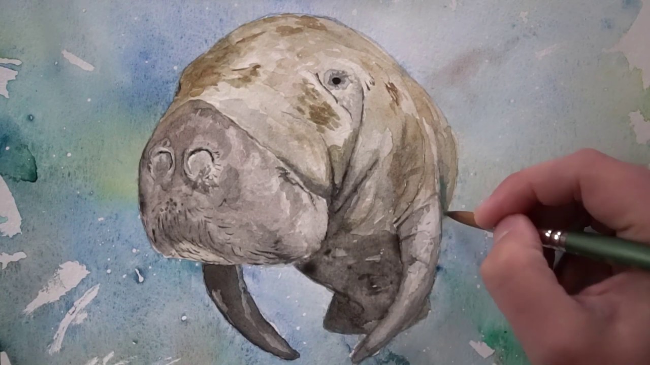 Painting a Manatee in Watercolor - YouTube