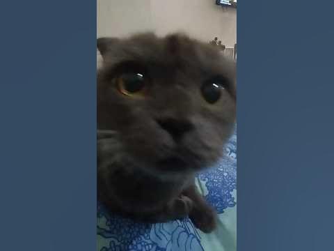 Кот просит вкусняшки😅 - YouTube