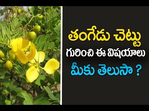 Tangedu | Tangedu Puvvu | తంగేడు పువ్వు | tangedu chettu uses in telugu ...