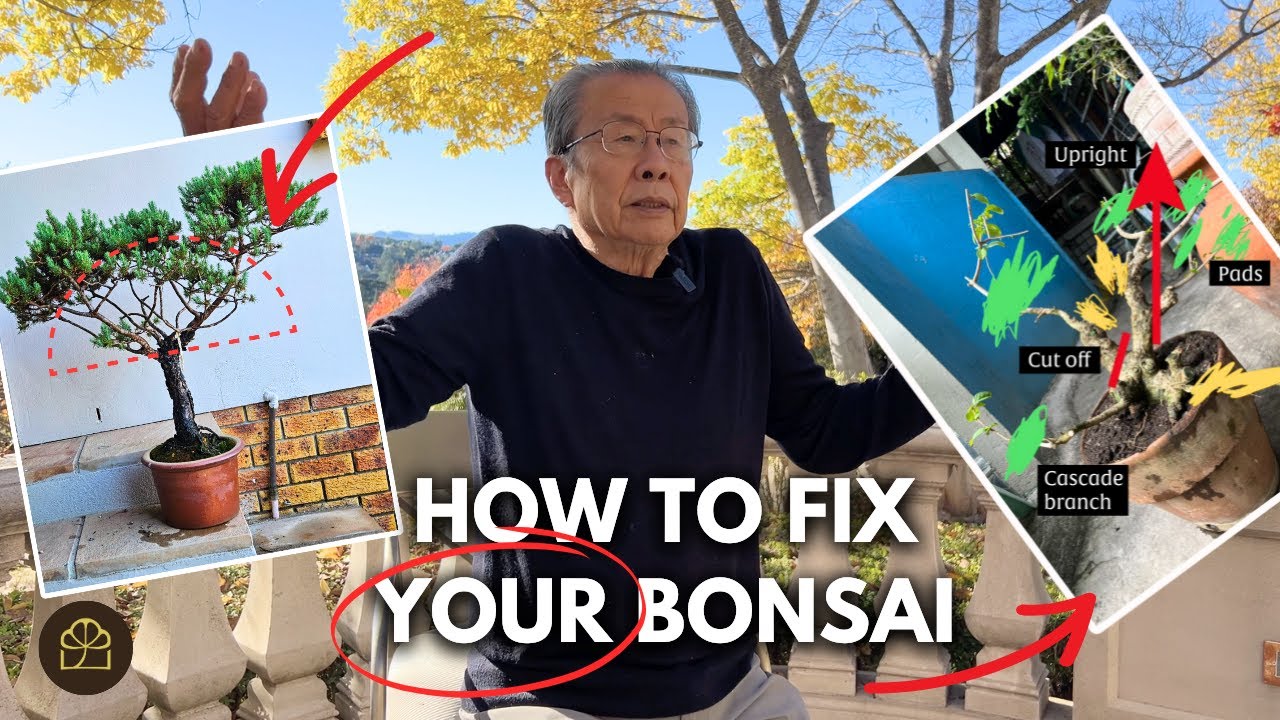 Bonsai Expert Reacts to YOUR Bonsai Creations! - YouTube