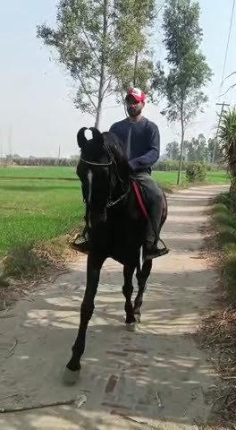 stallion badal for sale - YouTube