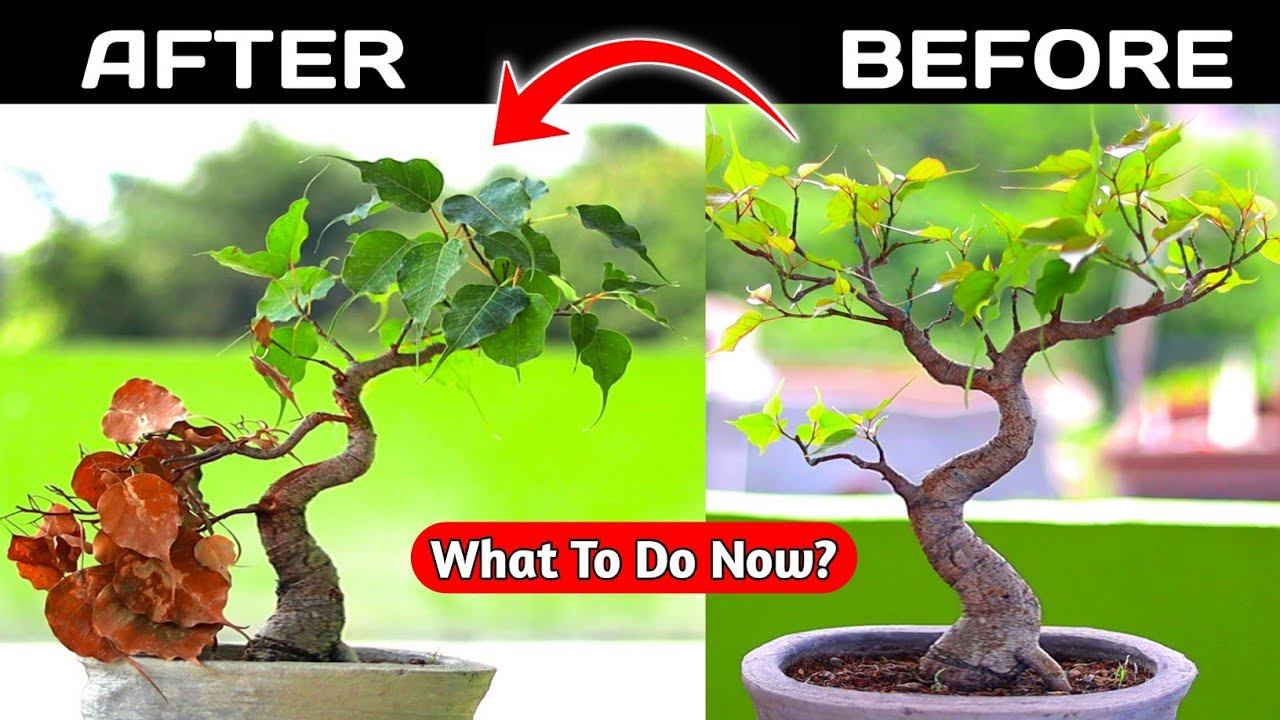 Ficus Bonsai Shaping | Ficus Bonsai For Beginners - YouTube