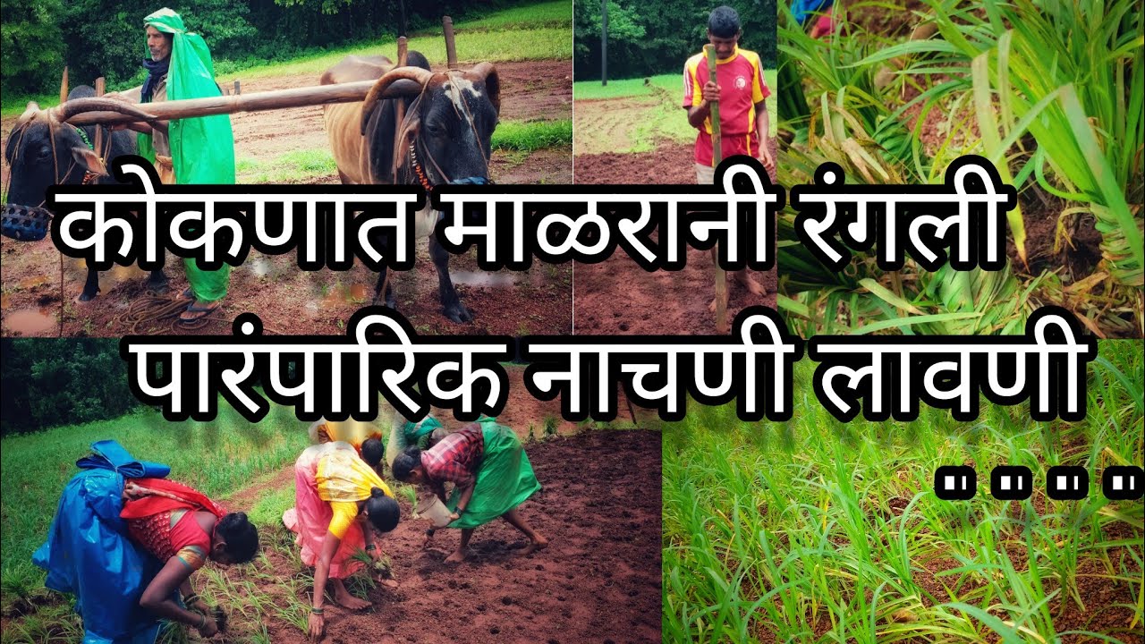 कोकणात माळरानी रंगली नाचणी लावणी | kokanat malrani rangli nachani lavni ...