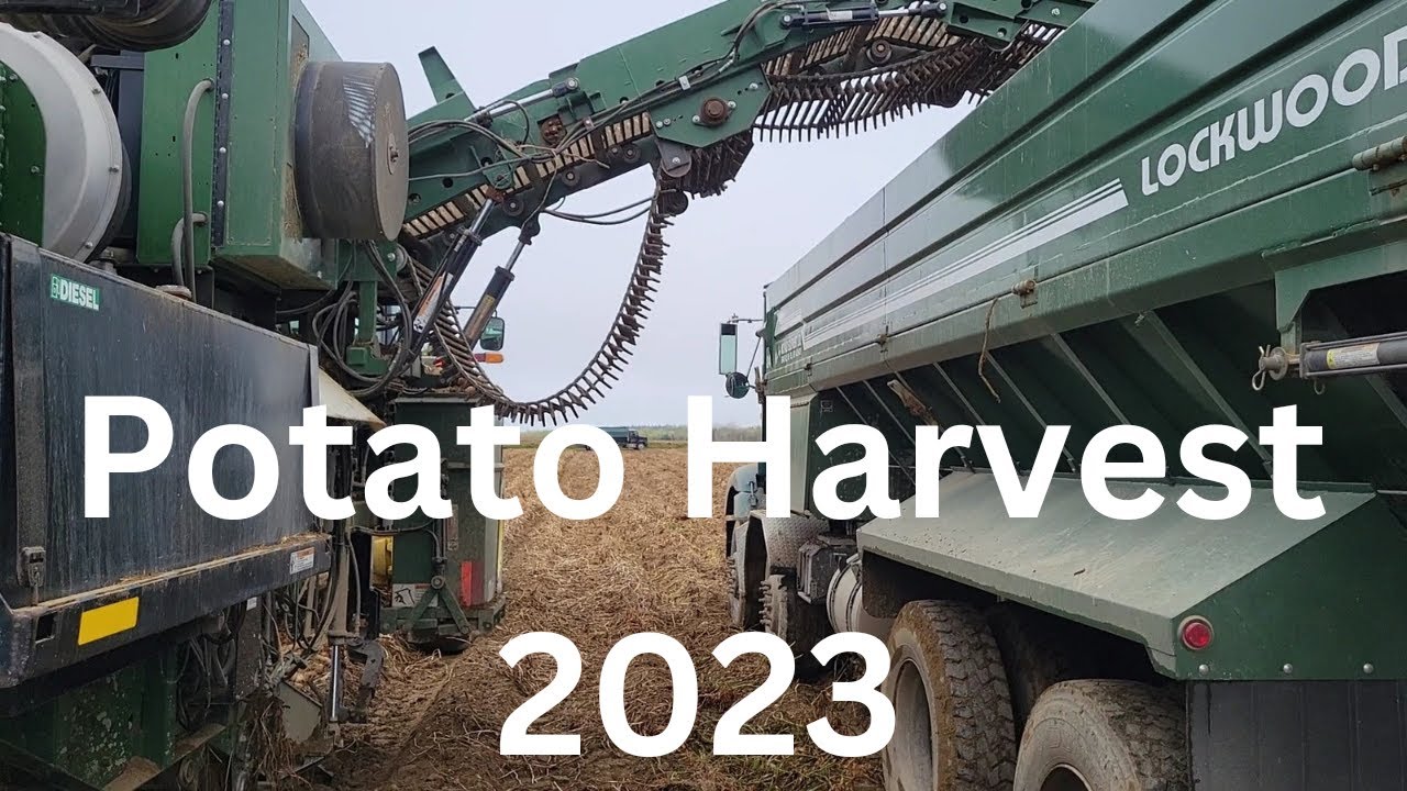 New Brunswick Potato Harvest 2023 - YouTube