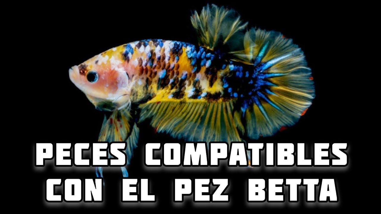 Peces compatibles con el PEZ BETTA - YouTube