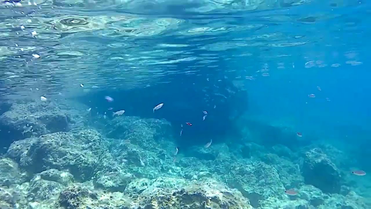 Documentario sui pesci in Puglia - EP.01 - Il mare Ionio - YouTube