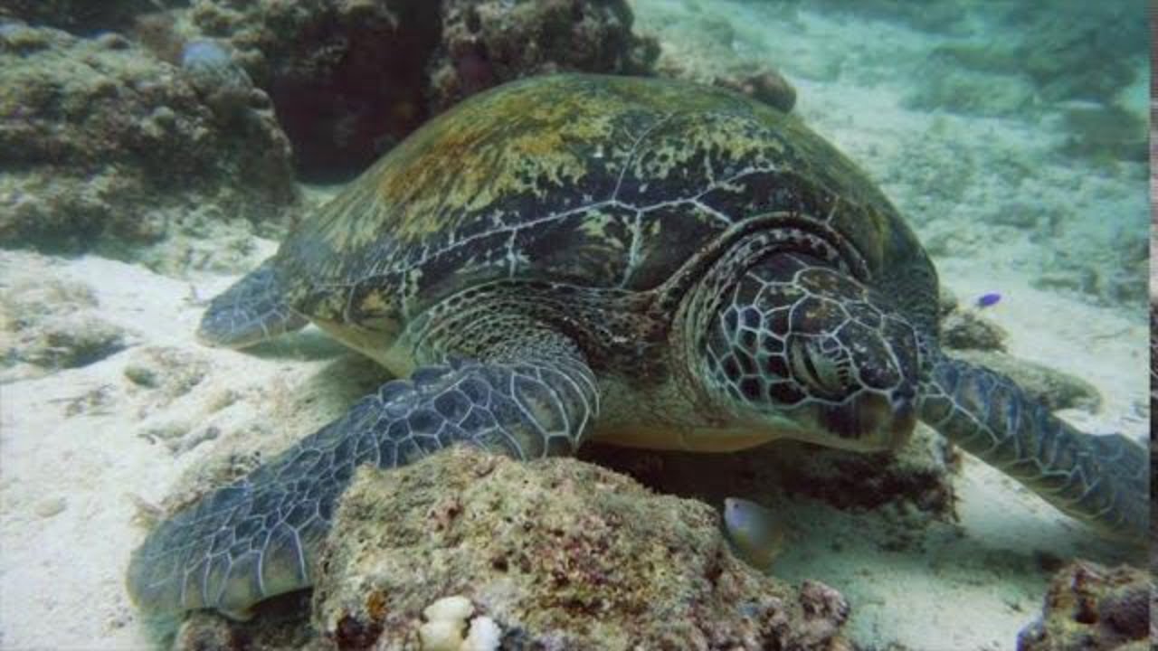Underwater Turtles | Classical Music | Evening Meditation | Study - YouTube