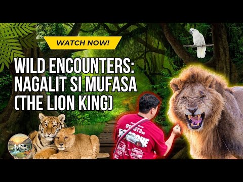 WILD ENCOUNTERS: NAGALIT SI MUFASA (THE LION KING) LYGER ZOO TANAY ...