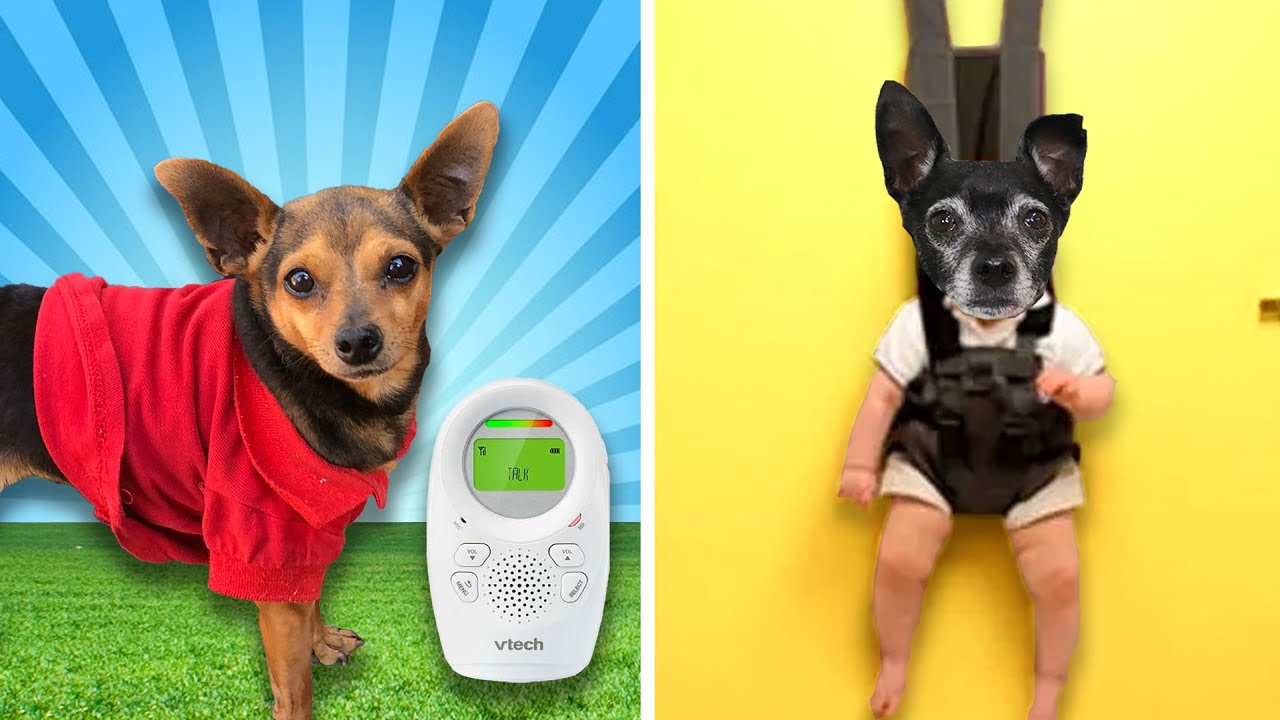Testing Weird Baby Products with My Dogs - YouTube