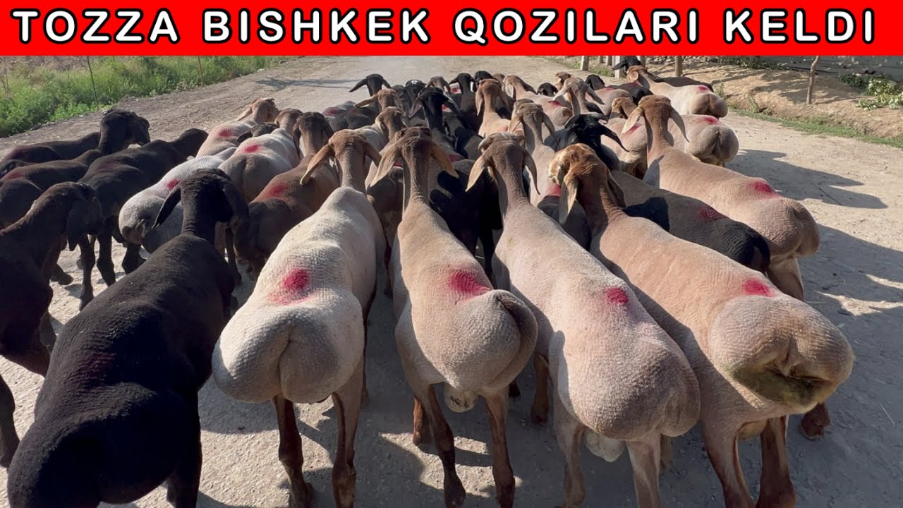 BISHKEKDAN KATTA QOZI QOCHKORLAR KELDI SHOSHILING 94-813-23-23 - YouTube