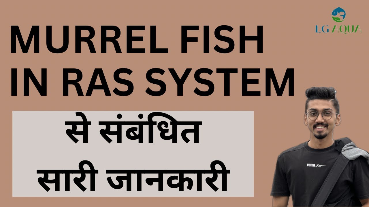 Murrel Fish in RAS Aquaculture | Murrel मछली की पूरी जानकारी | LG Aqua ...