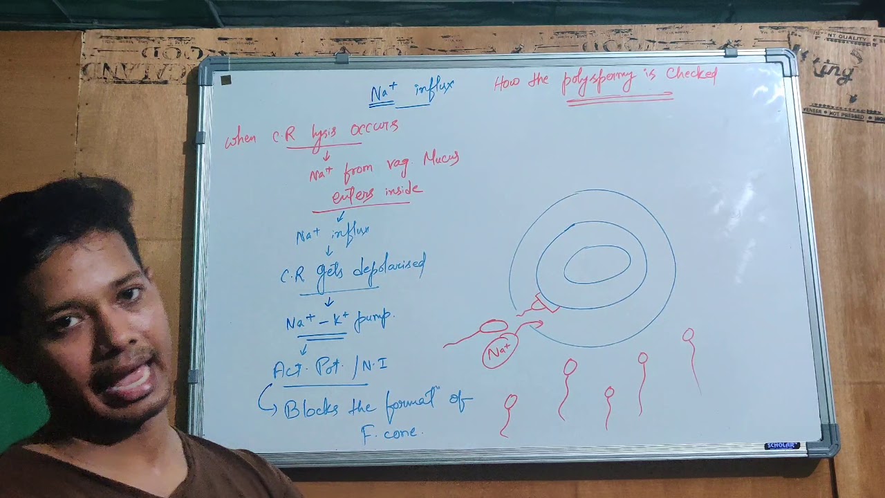 Mechanism of fertilization part-3 (fast block and slow block to check ...