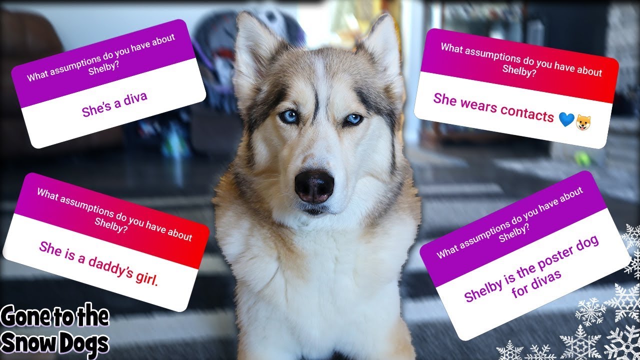 Answering Your Assumptions About Me, Shelby the Husky - YouTube