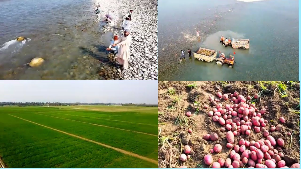 Beautiful view of green village saleem khan ! chach hazro attock ...