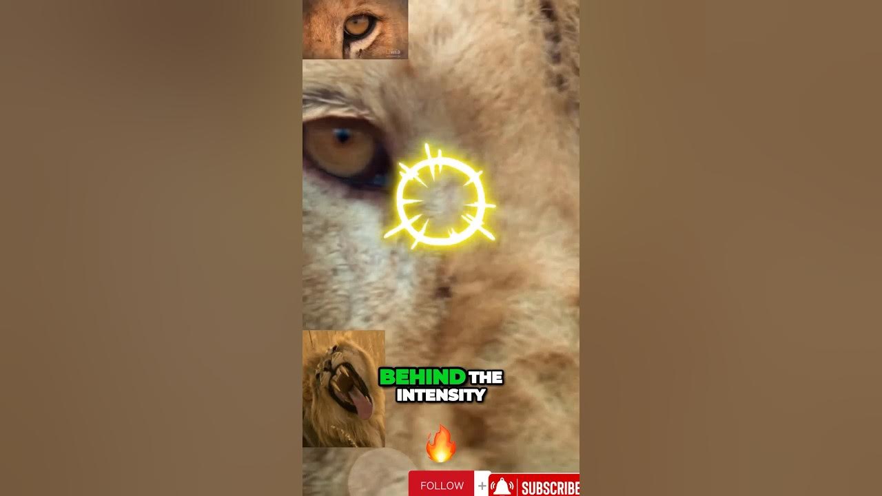 Decode the terrifying message in a Lion’s Eyes: Danger! #lion #lions # ...