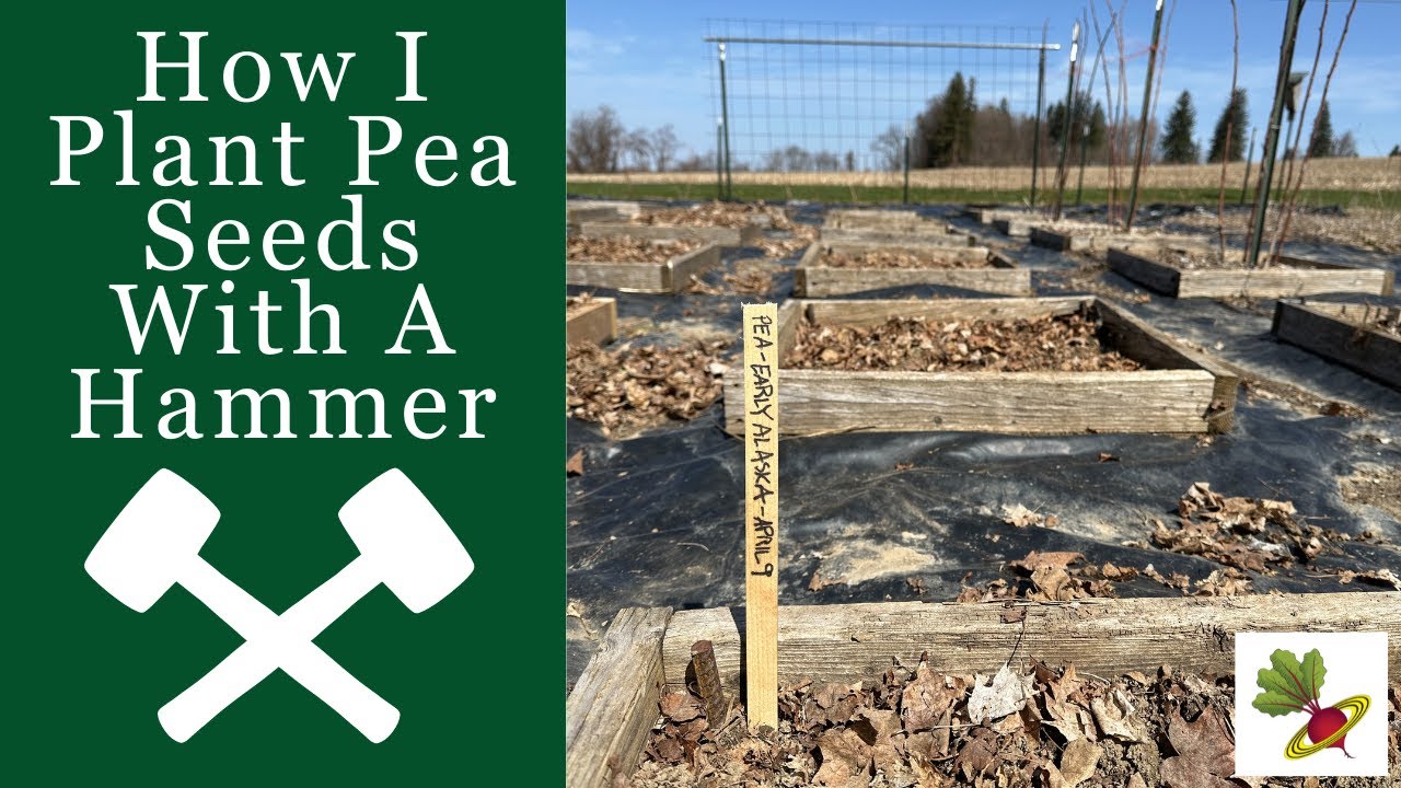 How I Plant Pea Seeds With A Hammer - YouTube
