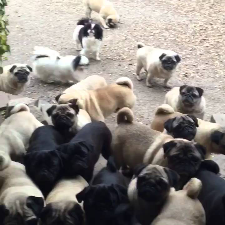 Happy Saturday #friends #dog #pug #japanesechin #pugsofVine #dogsofvine ...