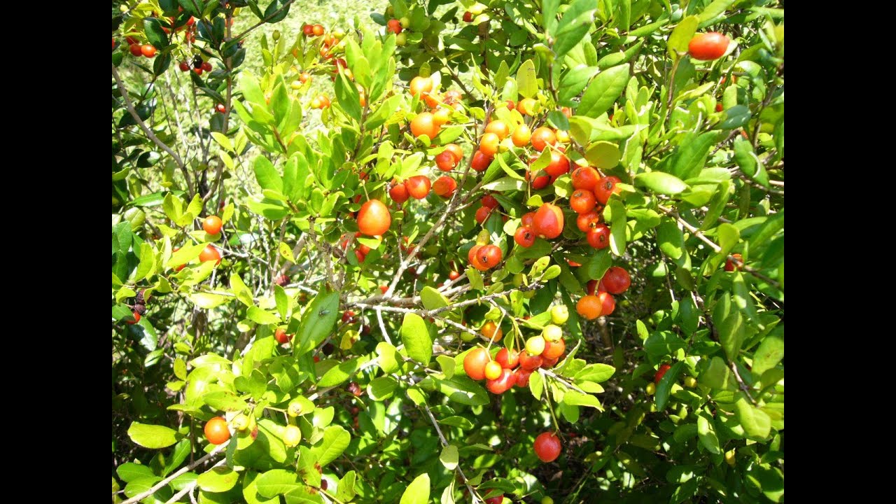 Eat The Weeds: Episode 133: The Simpson Stopper - YouTube