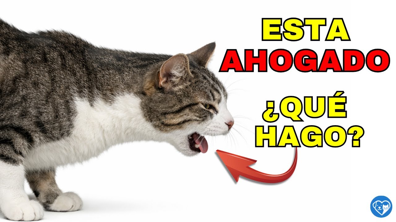 Mi Gato TOSE MUCHO como si se AHOGARA… ¿Qué hago? | Veterinario Explica ...