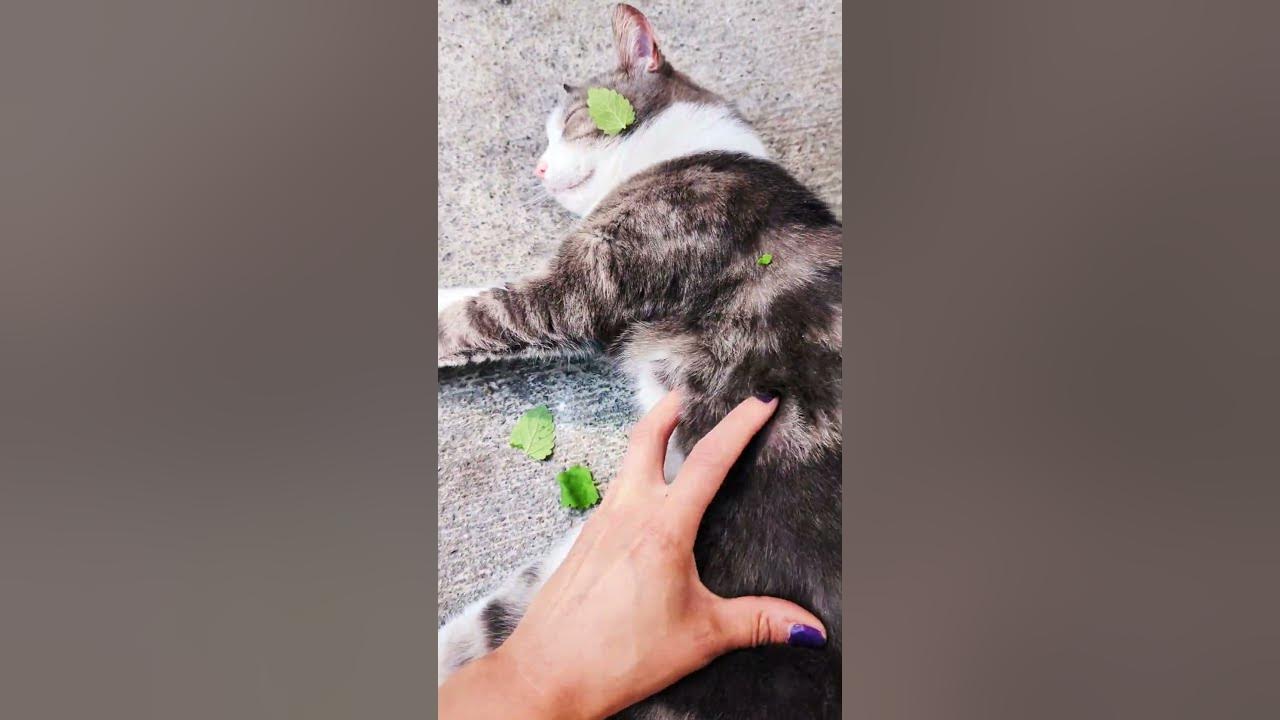 Min enjoys her daily catnip massage - YouTube