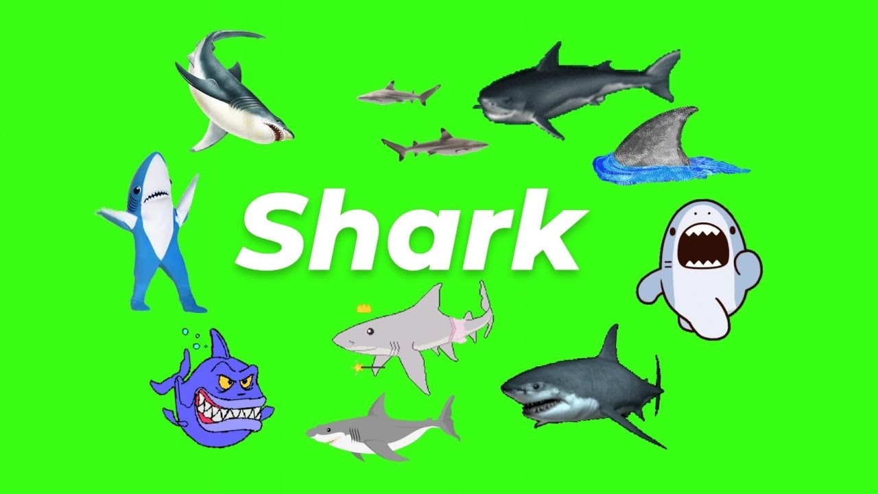Animated Shark GIF Green Screen Pack (Free Download) - YouTube