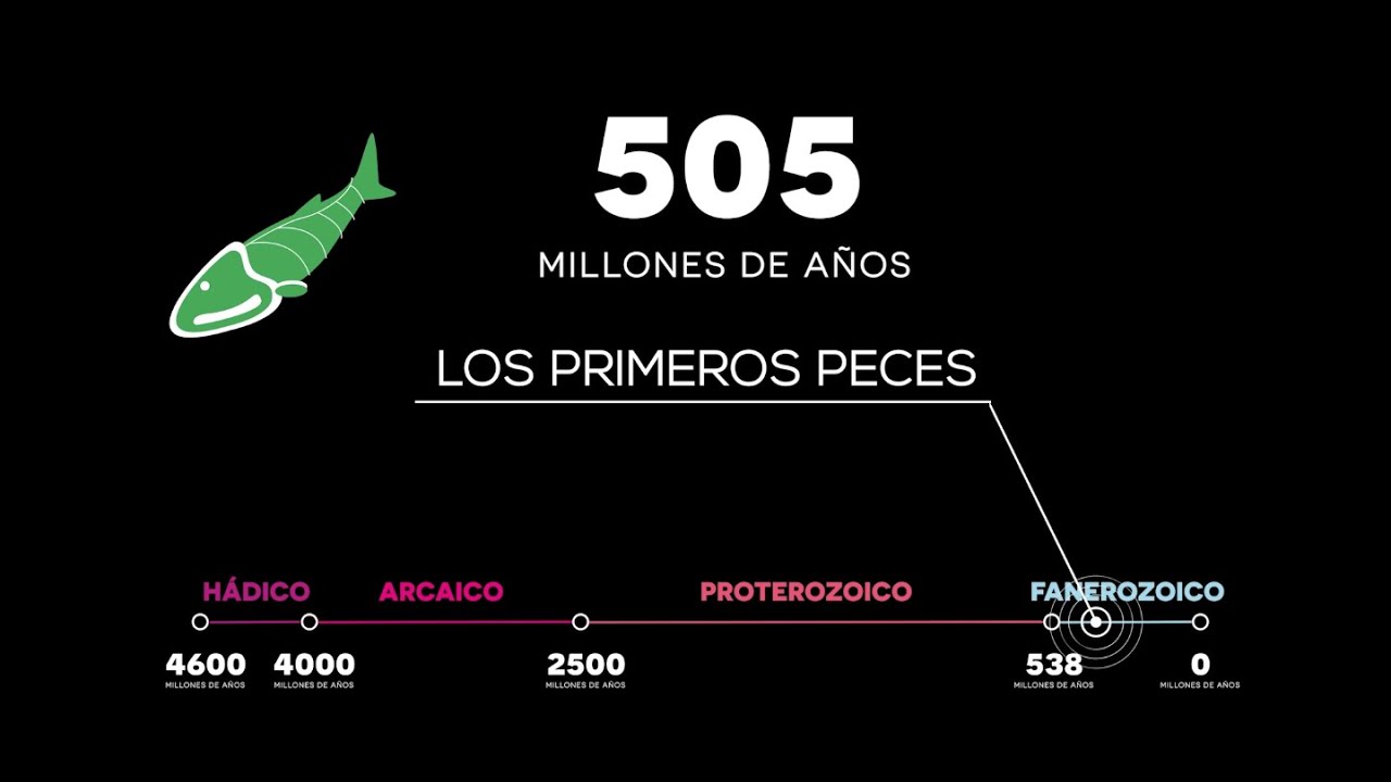 Los primeros peces - YouTube