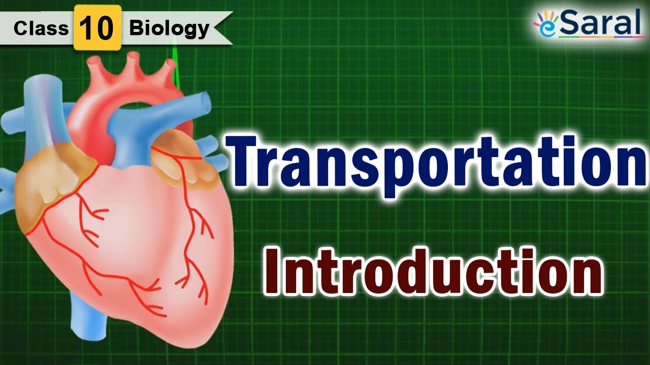 Life Processes - Transportation Heart| Science Biology Class 10 - YouTube