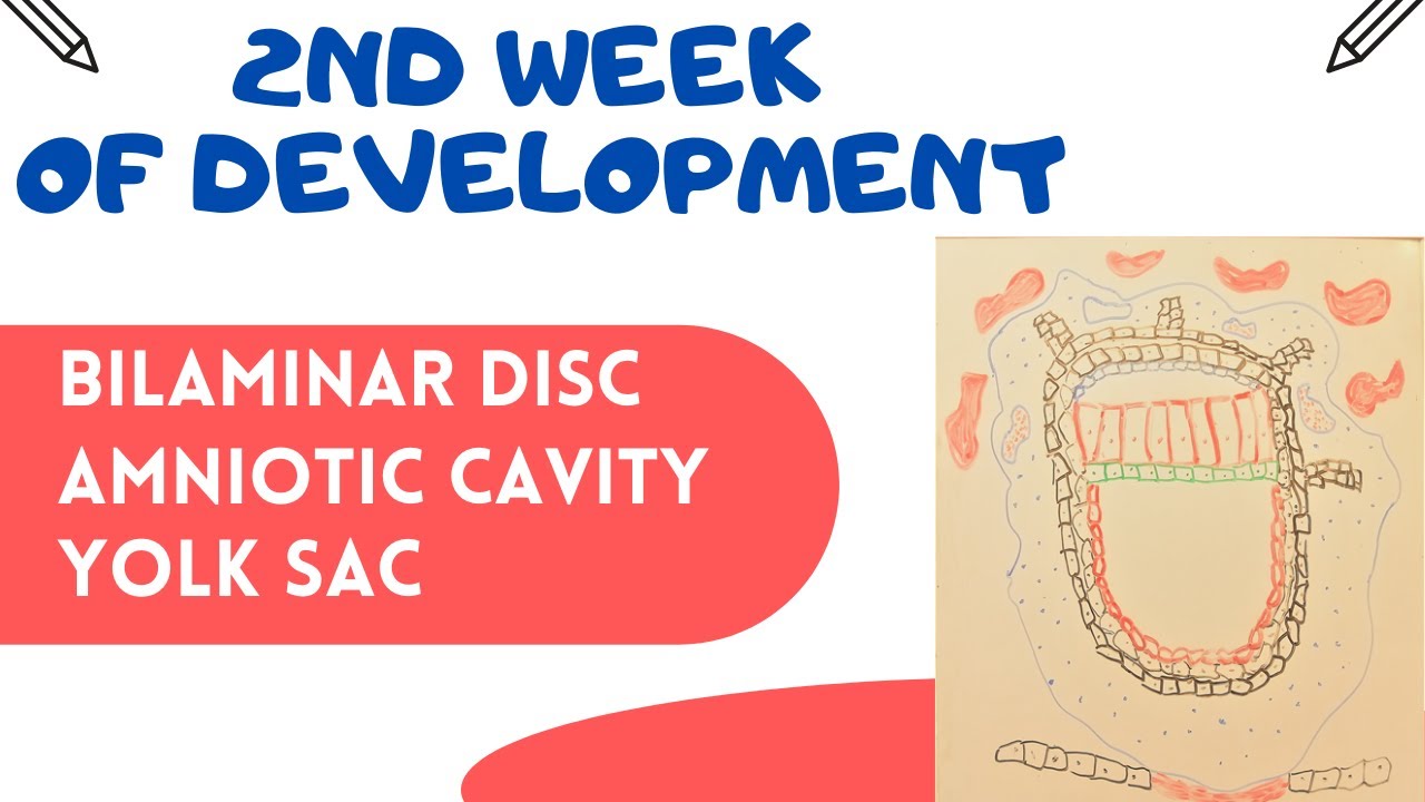 Second week of Development - YouTube