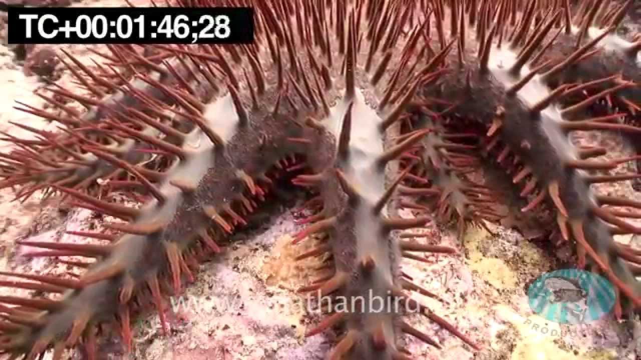 Crown-of-thorns sea star starfish stock footage - YouTube
