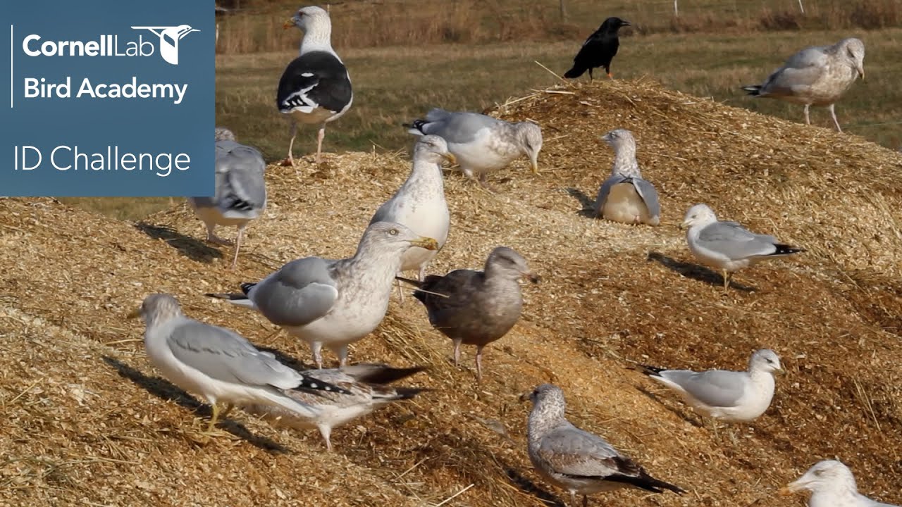 Gull ID Challenge - YouTube