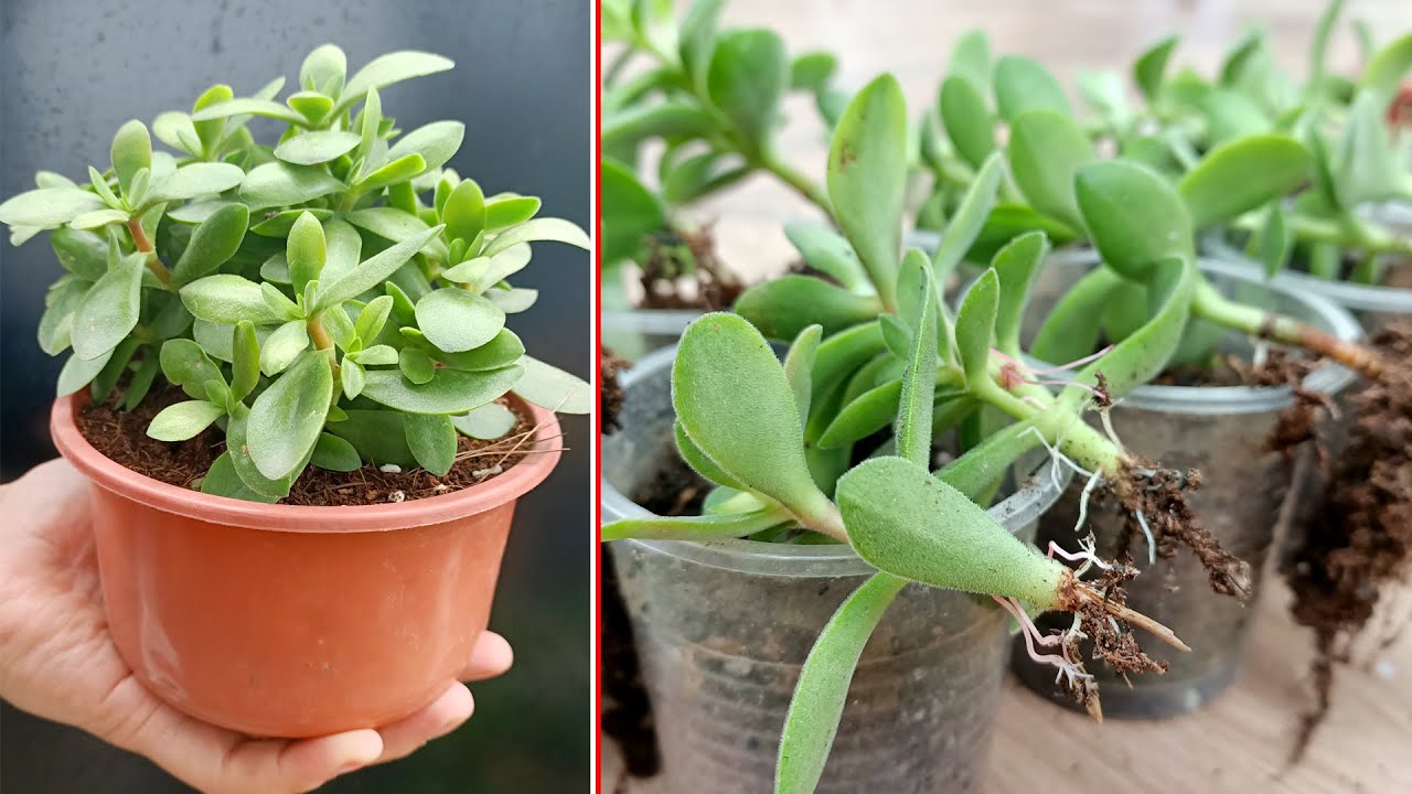 Growing Sail stone lotus from branches. Plant contain great superpowers ...