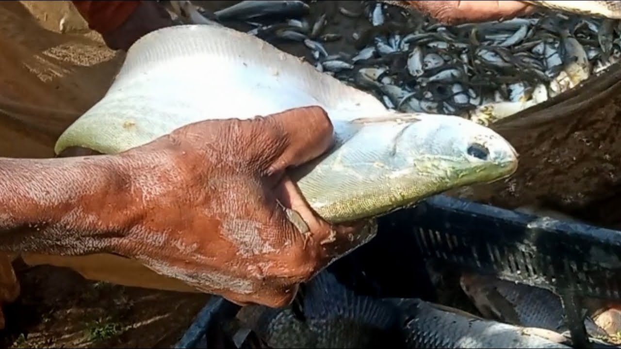 Cleaver Boy Catching Fish By Cast Net - Net Fishing Video. - YouTube