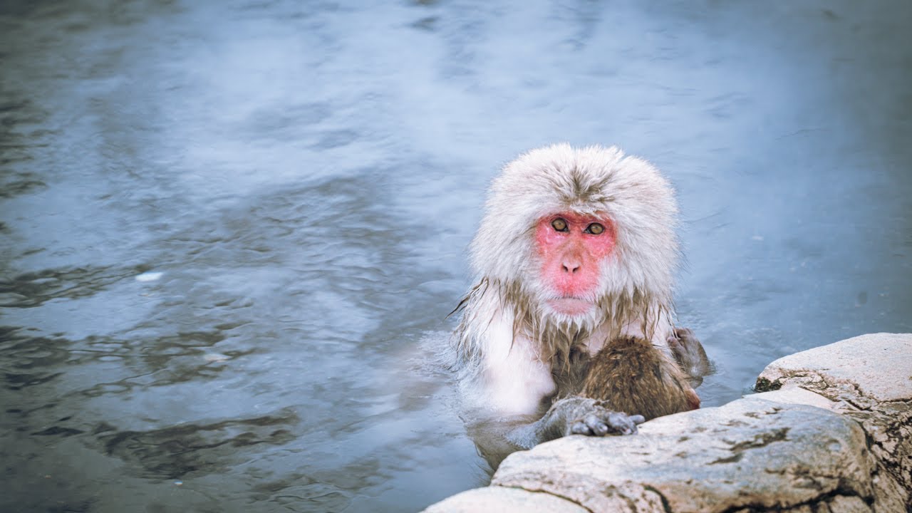 Into a Secluded Mountain? Japan Exclusive Experience at Snow Monkey ...